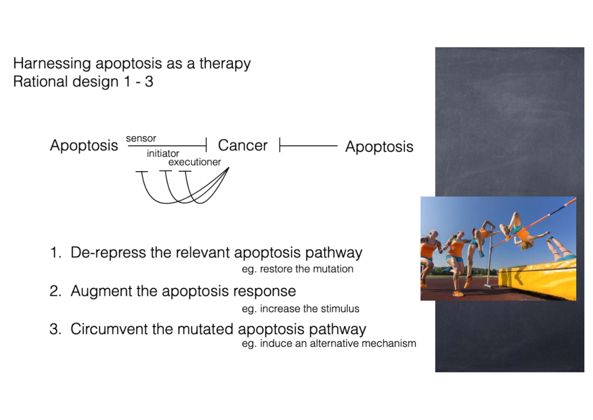 Lecture Notes on p53, Apoptosis Pathways, and Cancer Therapies (BI3352 ...
