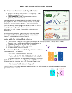 Bio Chem notes - Proteins o Workhorses of the cell o {provide ...