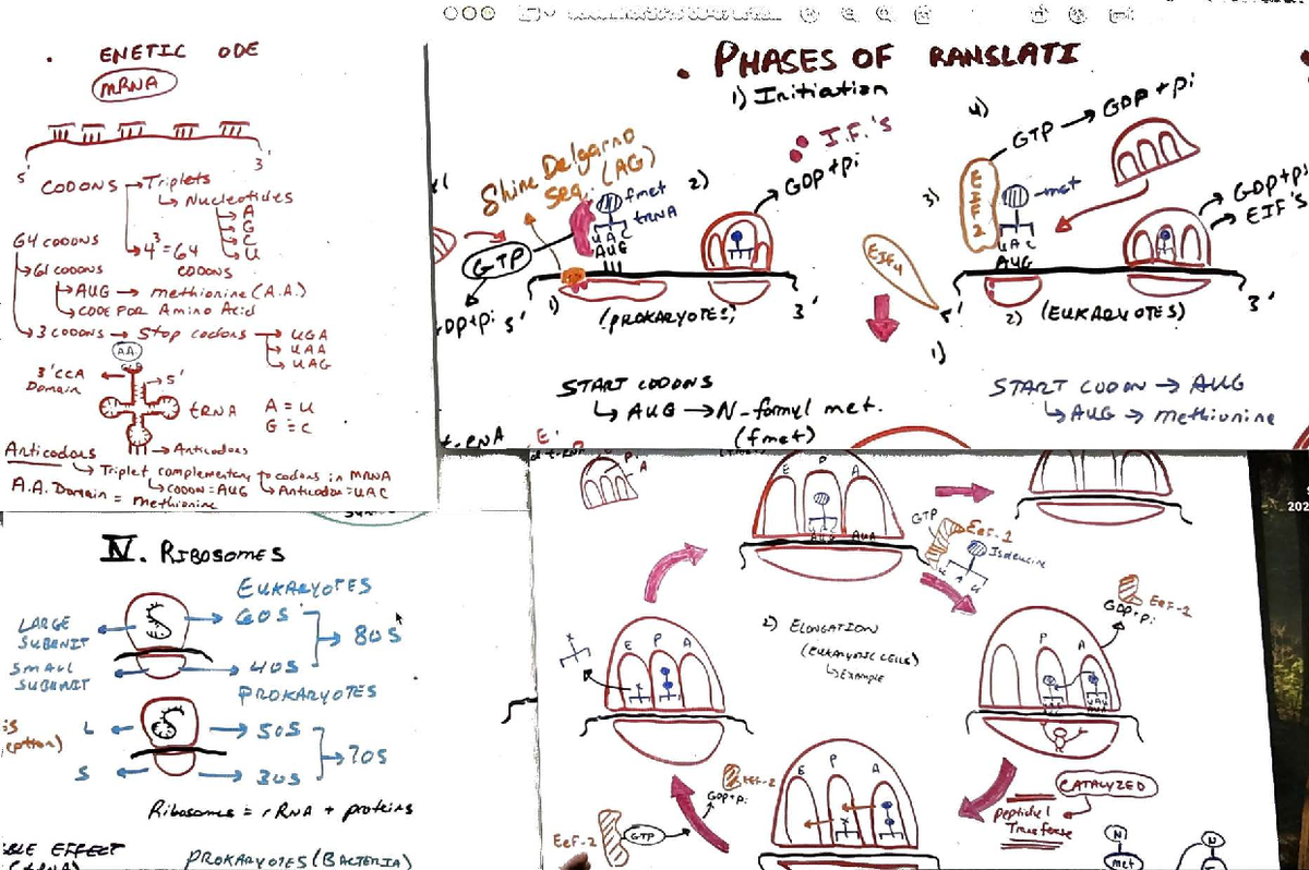 Genetic Code Phases of mRNA Translation: Initiation & Elongation - Studocu