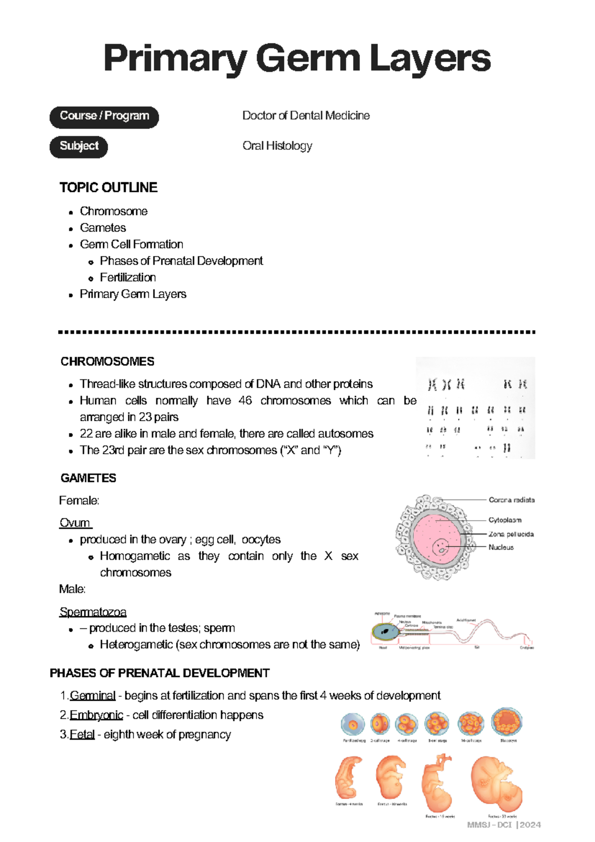 Primary Germ Layers - Lesson#1 - Oral Histology - CHROMOSOMES Thread ...