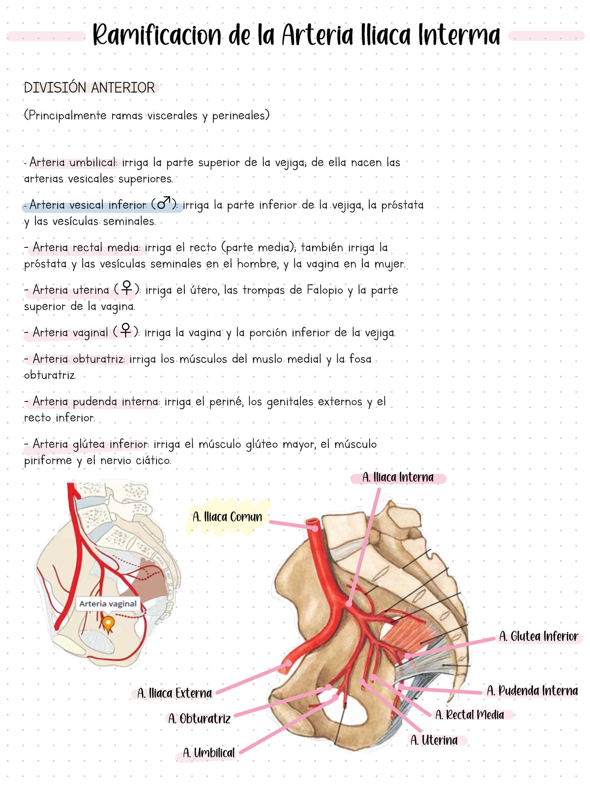 Anatomía De La Arteria Hipogástrica