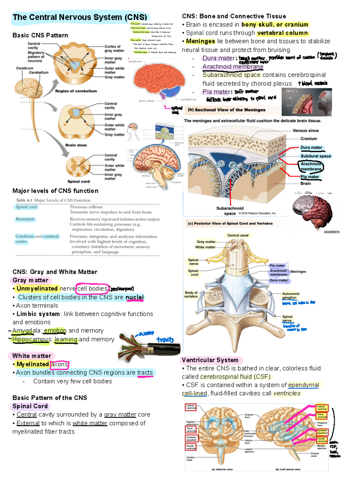 Patho 6 - Lecture Notes: Understanding Nervous System Functions - Studocu