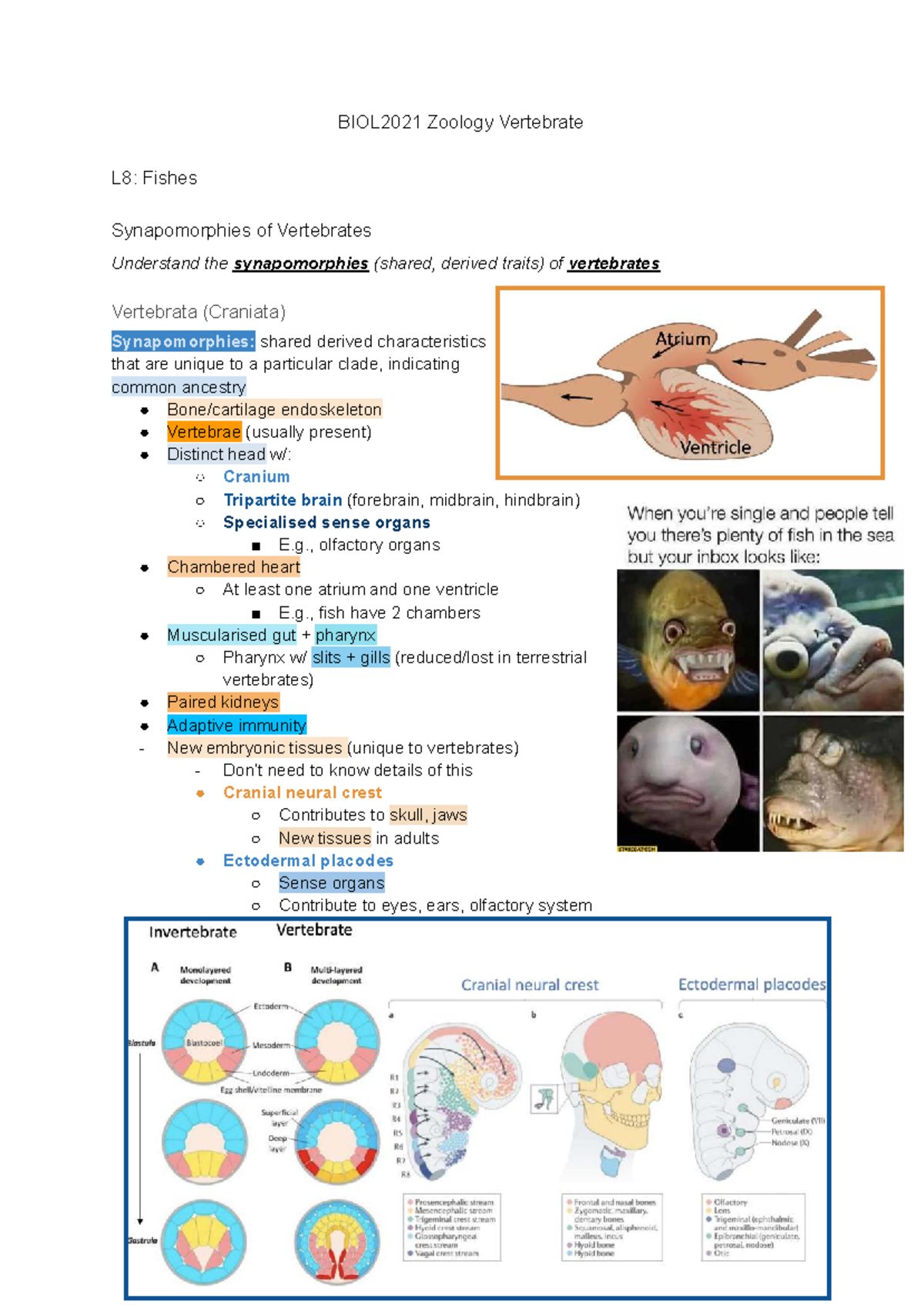BIOL2021 Zoology Lecture 8: Synapomorphies of Vertebrates and Fishes ...