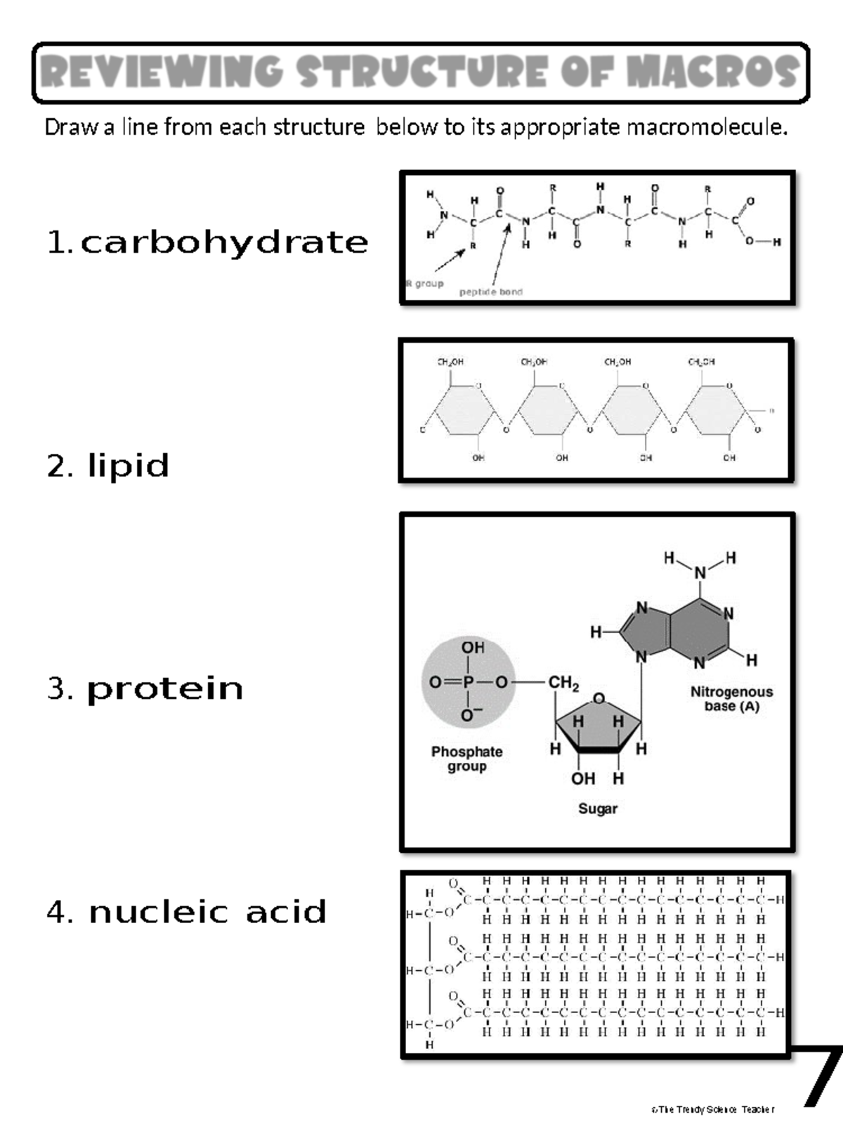 Understanding Macromolecules: A Study Guide on Biomolecules - Draw a ...