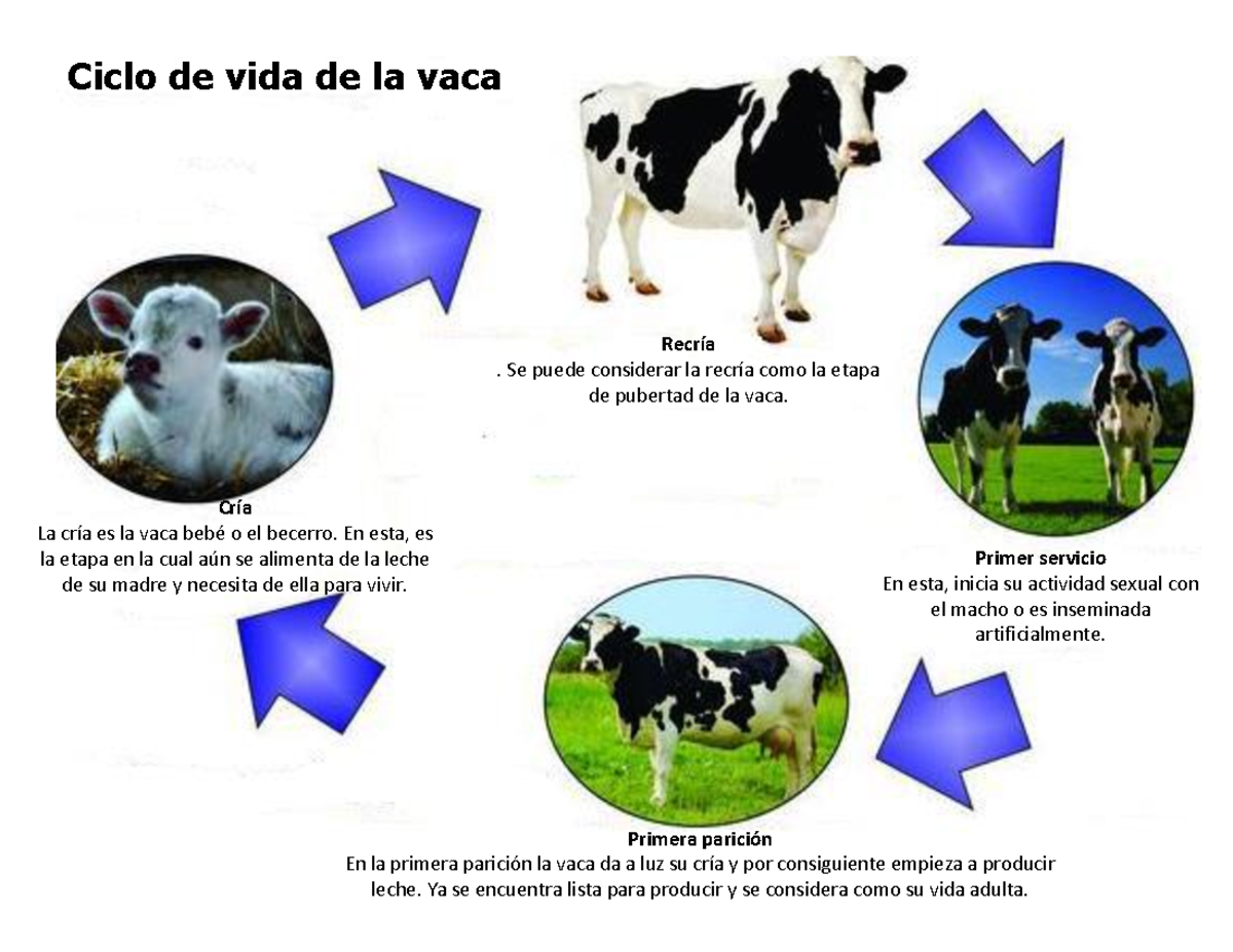Ciclo de Vida de la Vaca: Etapas de Desarrollo y Reproducción - Studocu