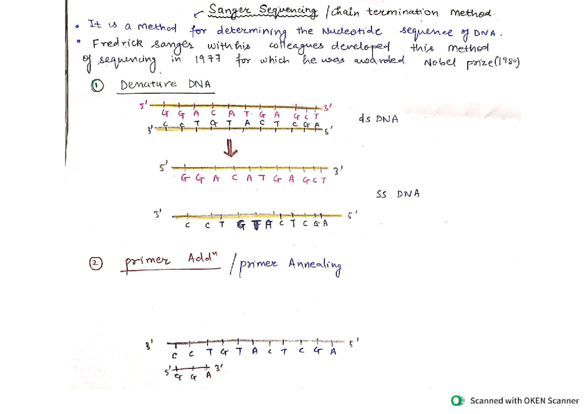 Sanger Sequencing Method: Detailed Notes and Techniques - Studocu