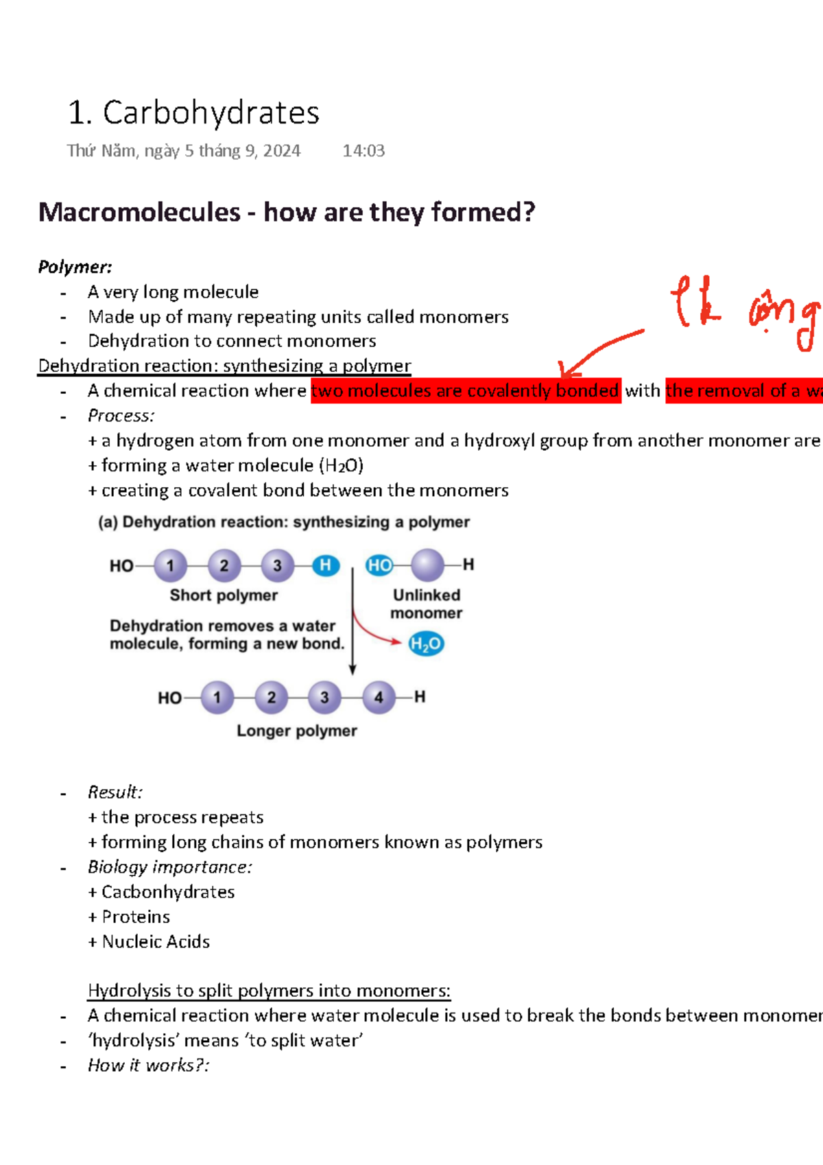 Biology 101 - Carbohydrates: Structure, Formation, and Functions ...