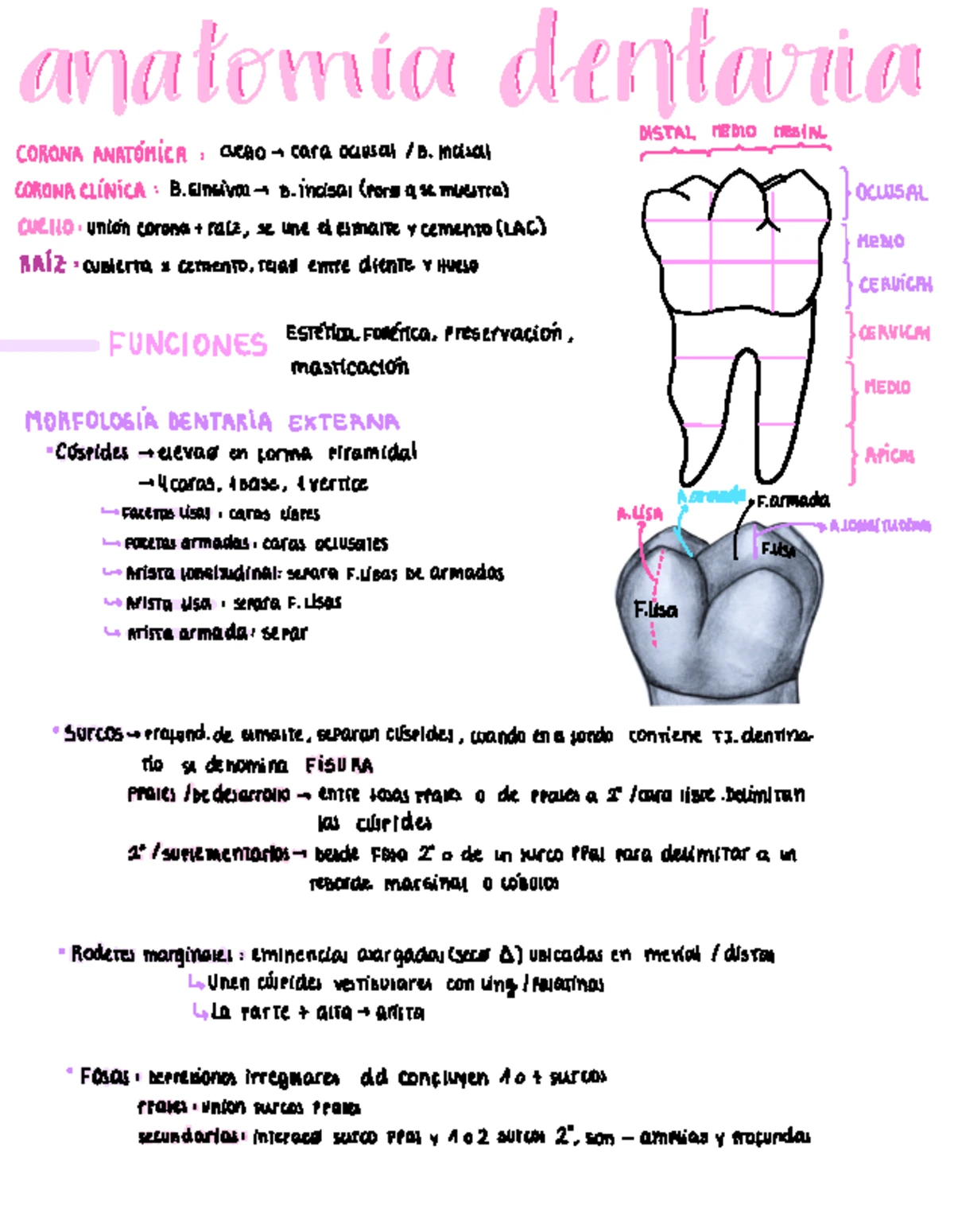Elementos Anatómicos de la Dentición: Anatomía Dentaria I - Studocu