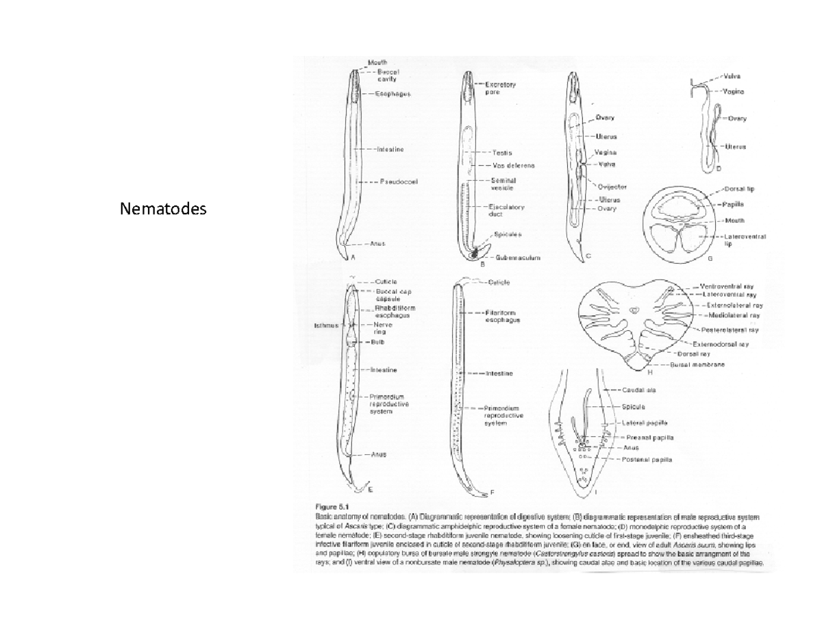 Nematode Lab Presentation: Ascaris lumbricoides & Trichuris trichiura - Studocu
