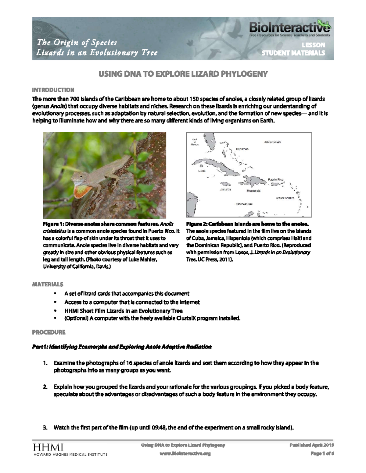 Lizard Phylogeny Activity Hand Out - BioInteractive Free Resources for ...