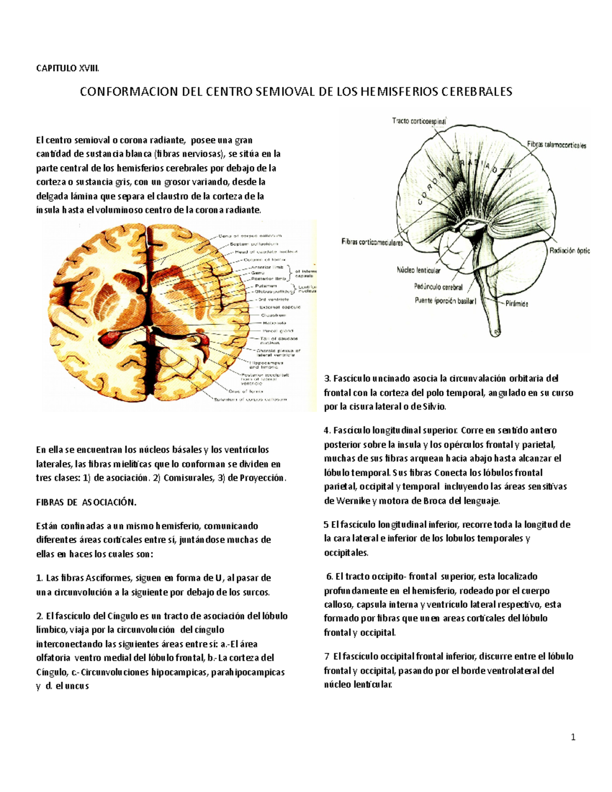 Centro Semioval: Análisis de Fibras y Estructuras Cerebrales - Studocu