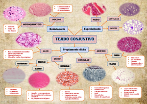 Glandulas Mixtas y Tejido Conectivo: Anatomía y Funciones - Studocu