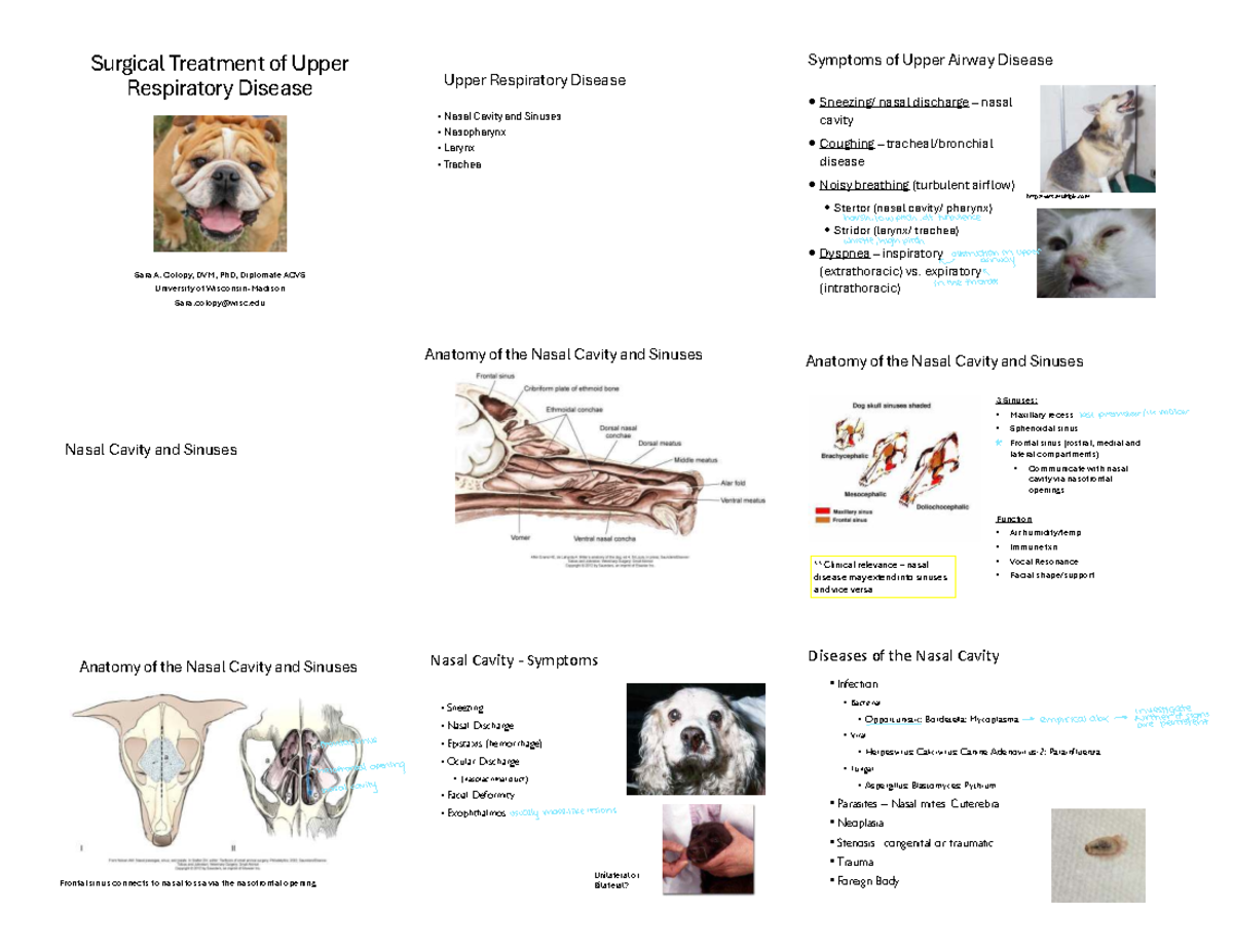 Surgical Treatment of Nasal Disease in Veterinary Medicine (VET101 ...