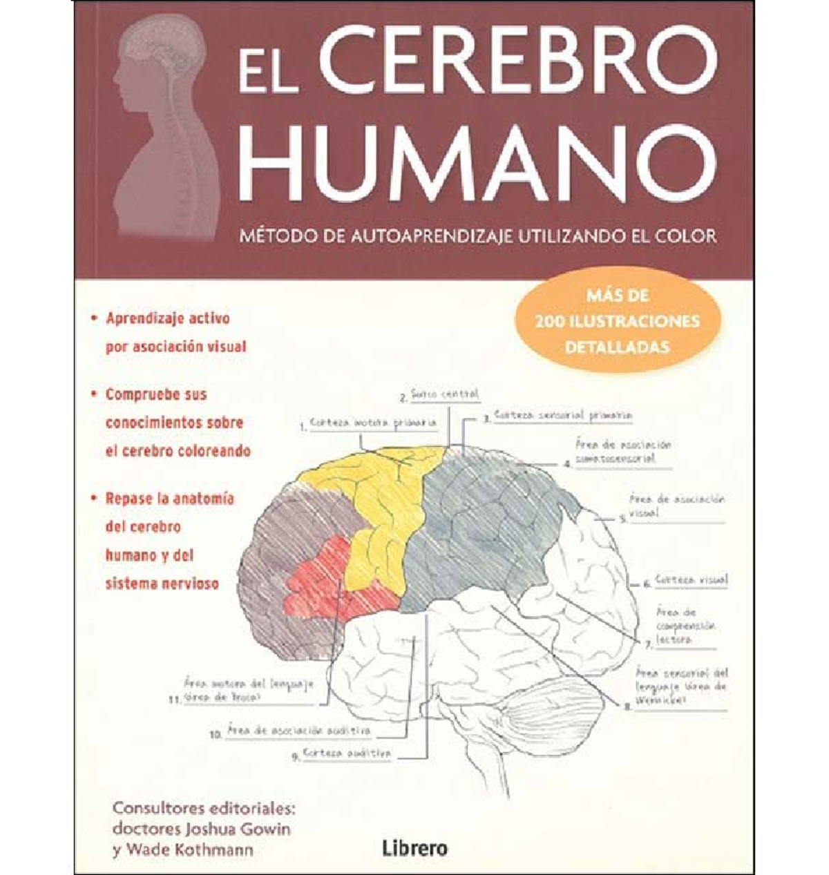 KT 041: El Cerebro Humano - Resumen y Estructura del SNC - Studocu