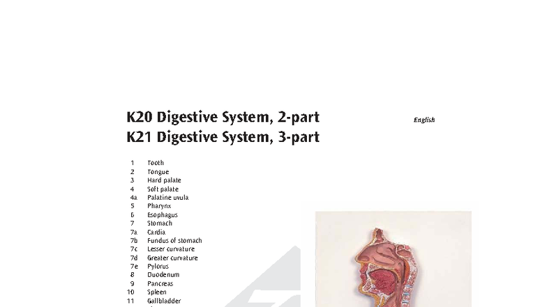 K20 & K21 Digestive System Exam 3 Model Keys - Studocu