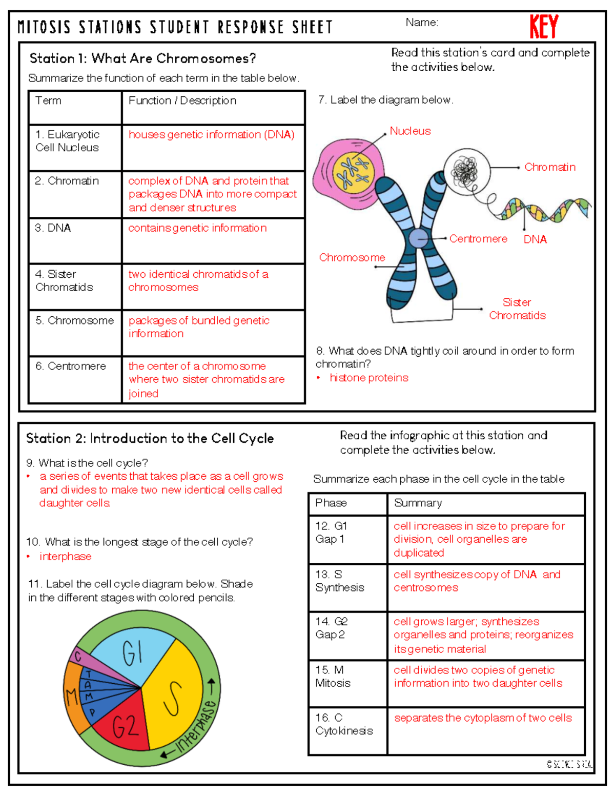 M I T O S I S Stations Lab - KEY for Student Responses - Studocu