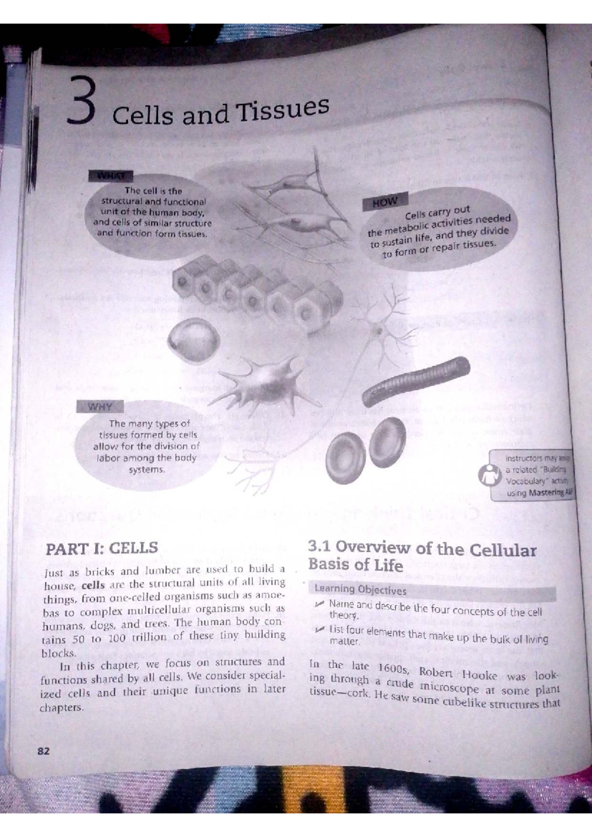 Chapter 3: Cells and Tissues Overview for POCCOO - Studocu