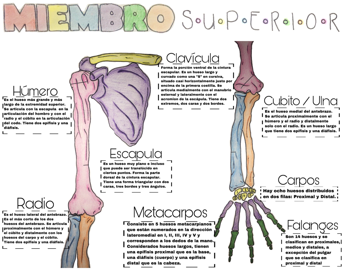 Anatomía De Los Huesos De La Extremidad Superior 03. Huesos Del