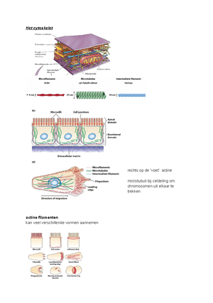 Cytoskelet - Celbiologie: cytoskelet Microfilamenten/actine-filamenten ...