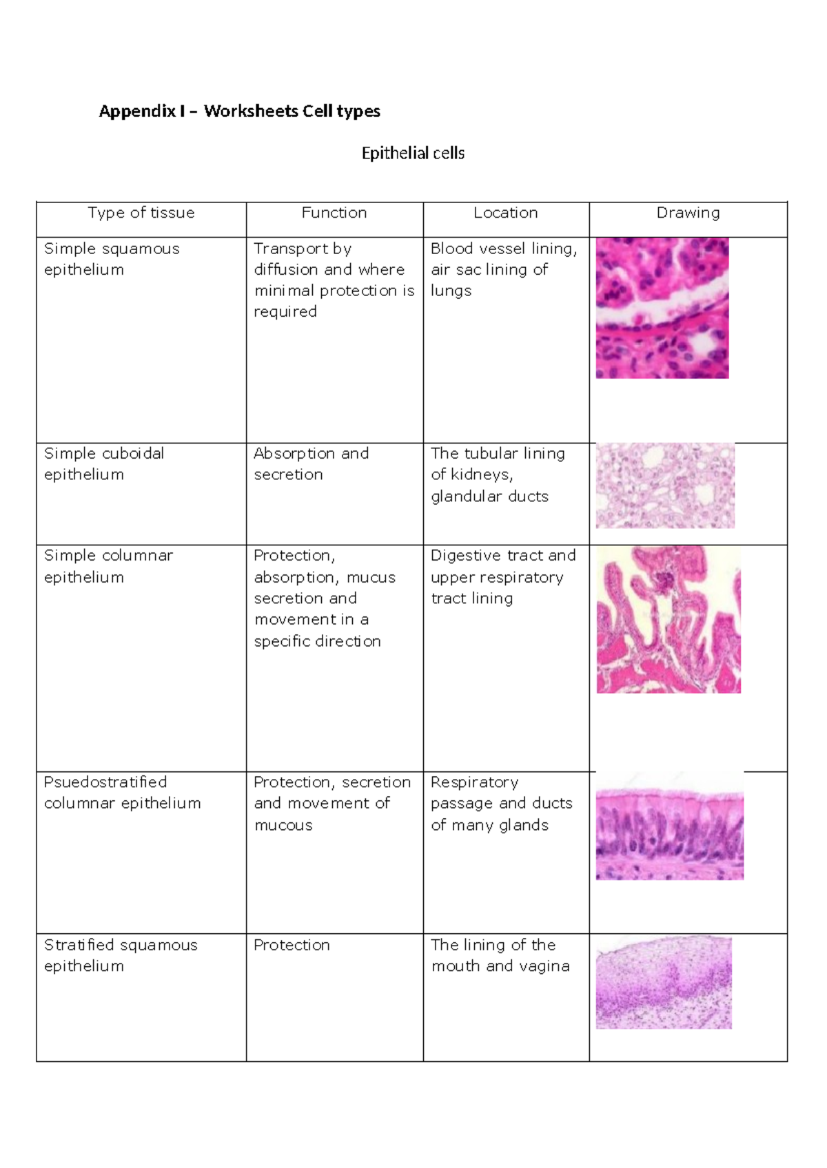 Histology Worksheets: Cell Types and Functions Overview - Studeersnel