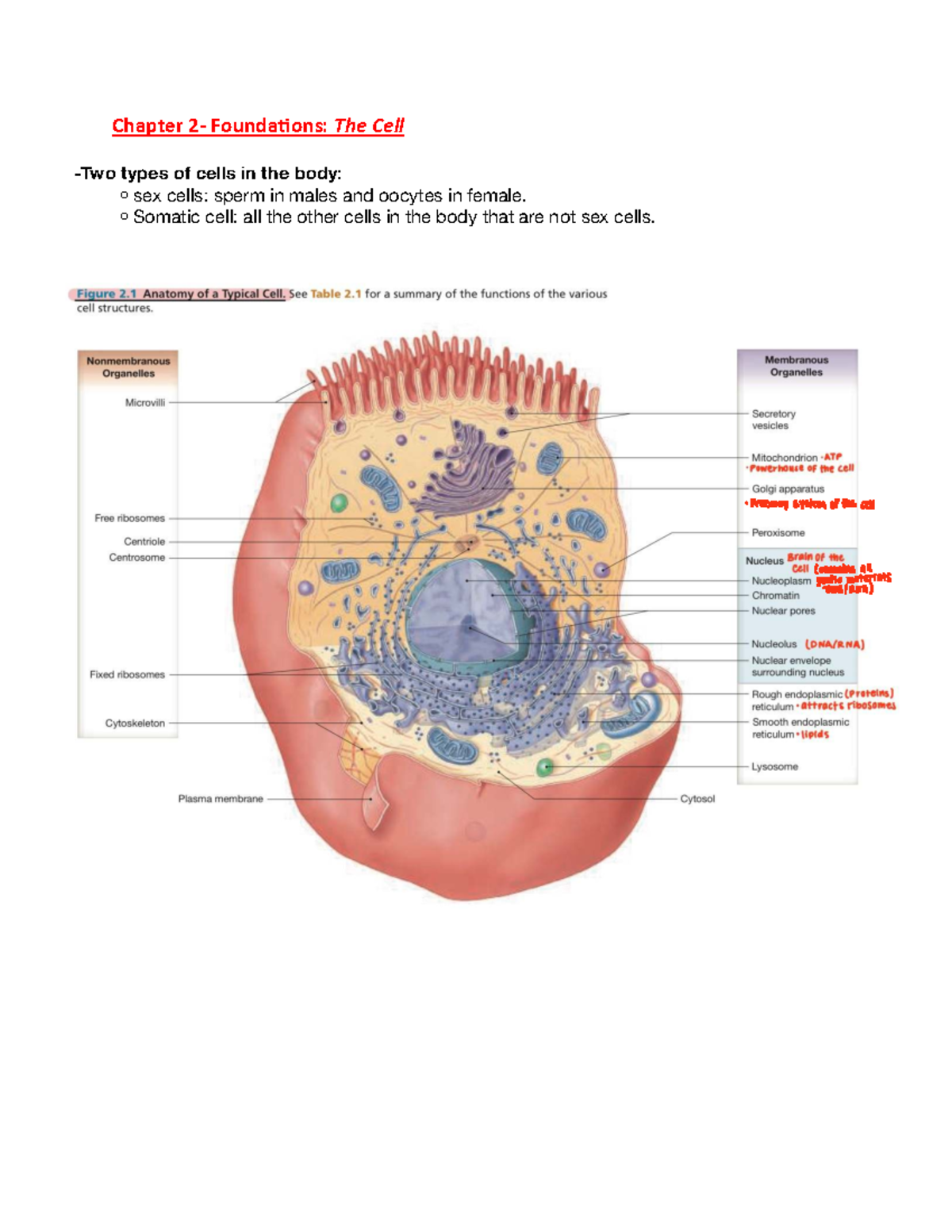 Anatomy 101: Midterm Notes on Cell Types and Integumentary System - Studocu
