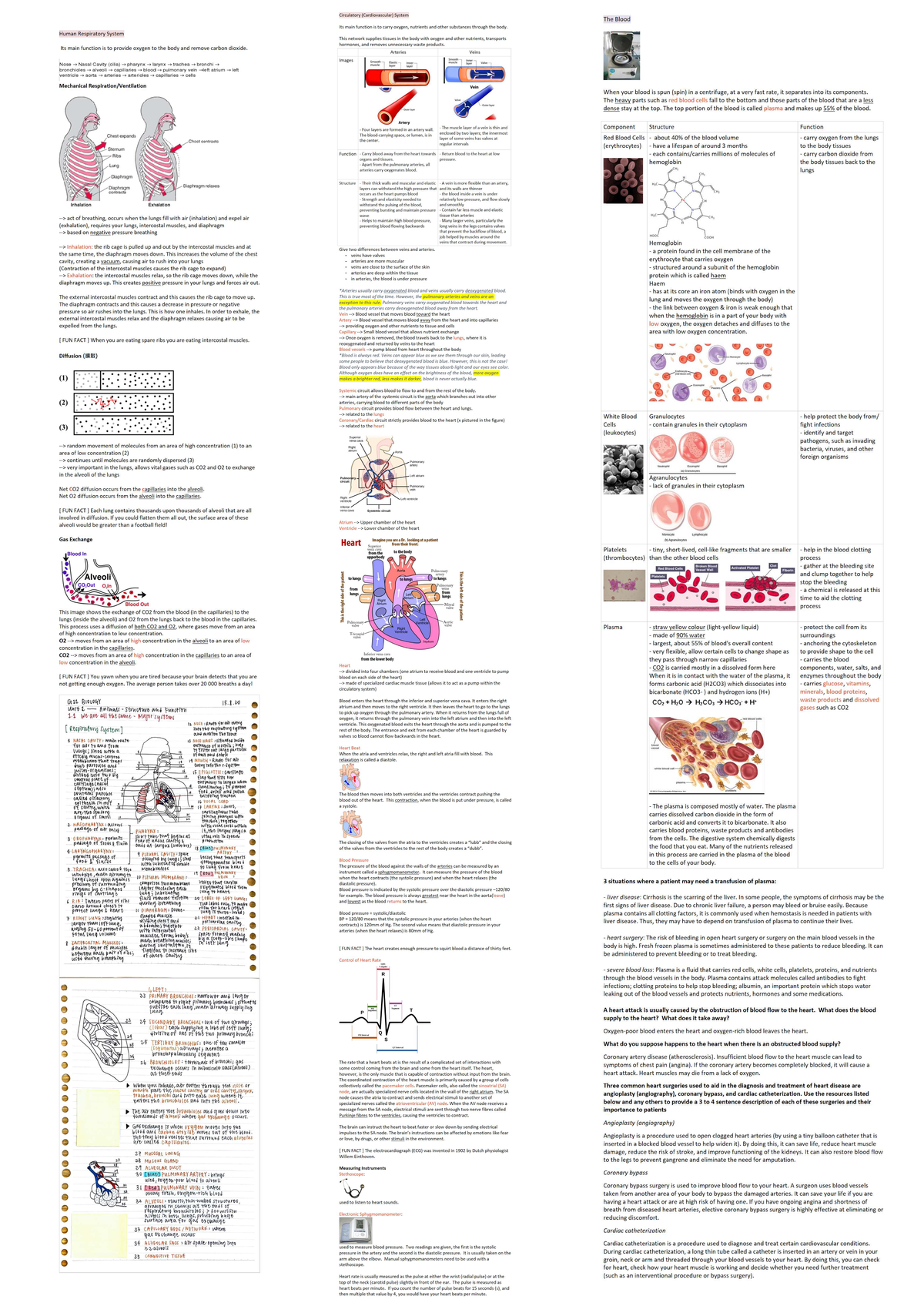 SBI 3U Body System Review: Human Respiratory & Circulatory Systems ...