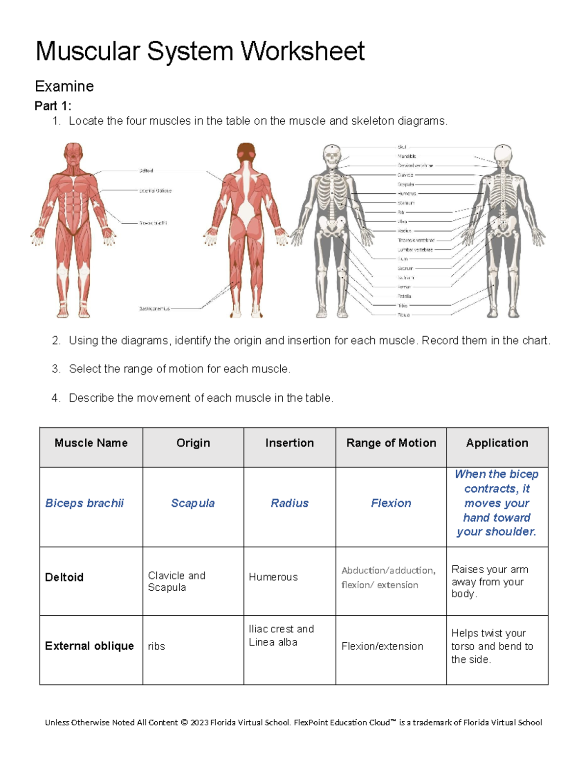 02.04 Muscular System - Worksheet Assignment - Studocu