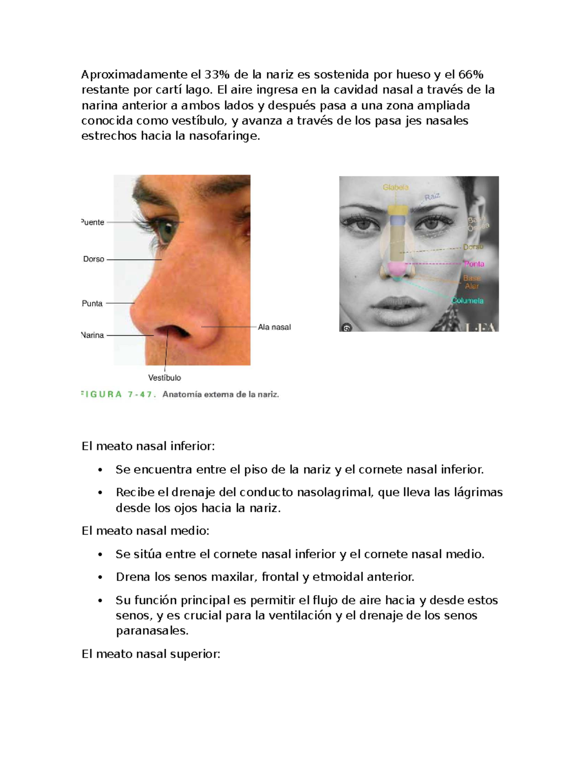 Anatomía de la Nariz: Estructura y Función del Meato Nasal - Studocu