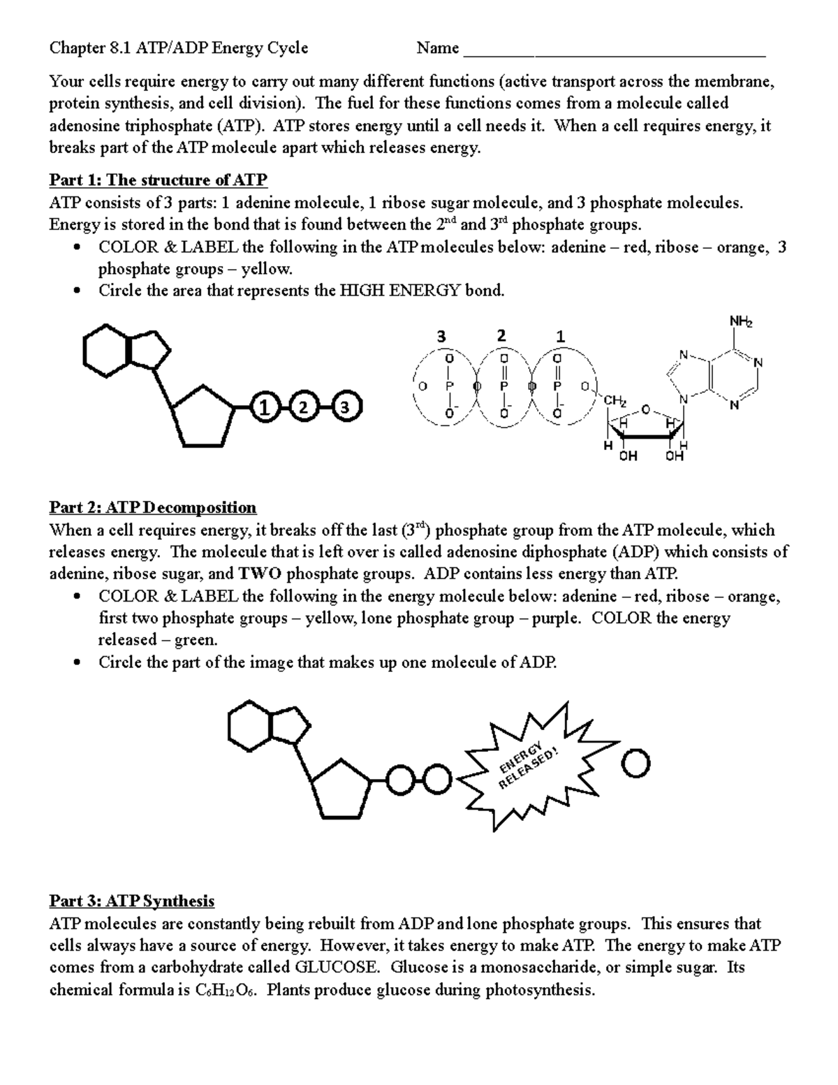 ATP and ADP cycle - EXAMPLE - 1 23 Chapter 8 ATP/ADP Energy Cycle Name ...