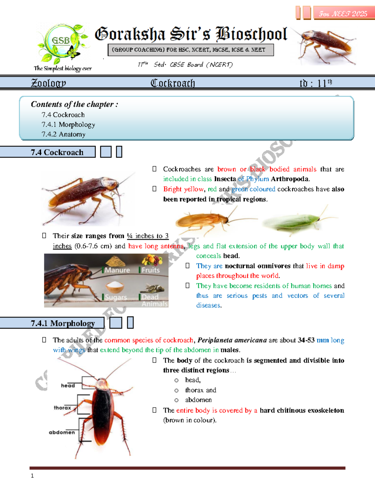 Zoology Study Notes for NEET 2025: Cockroach Morphology & Anatomy - Studocu