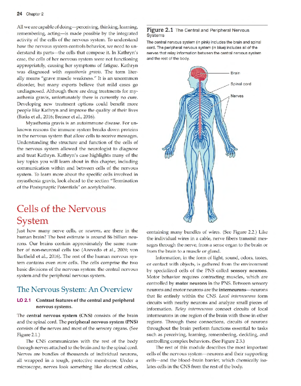Structure and Functions of Nervous System Cells: PSY 101 Chapter 2 ...