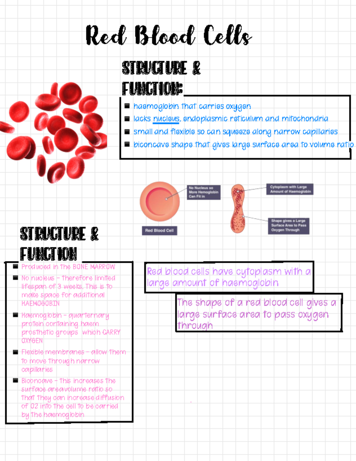 Red Blood Cell Structure Related To Function