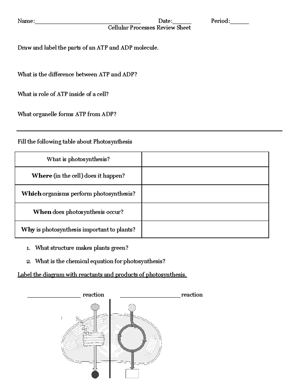 Cellular Processes Review Sheet: ATP, ADP, and Photosynthesis - Studocu