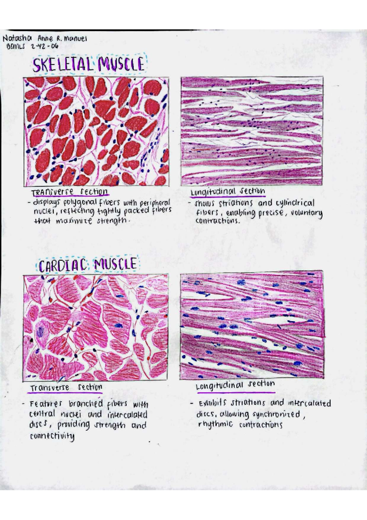 Muscle Tissue Drawing - Natasha Anne R. manuel BSMLS SKELETAL MUSCLE ...