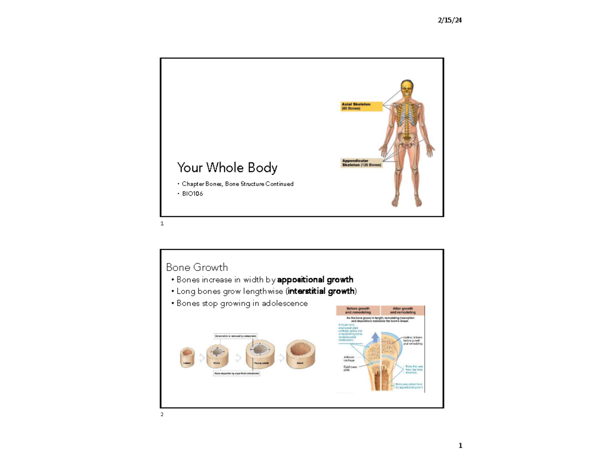 Bone Growth and Abnormalities Overview: BIO106 Lecture Notes - Studocu