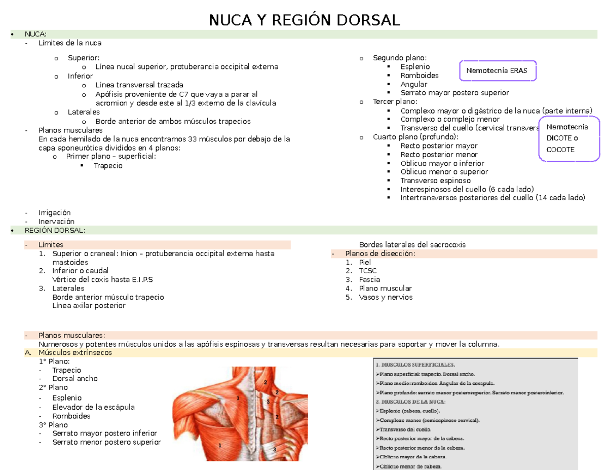 Estudio sobre NUCA y Región Dorsal: Anatomía y Musculatura Clave - Studocu