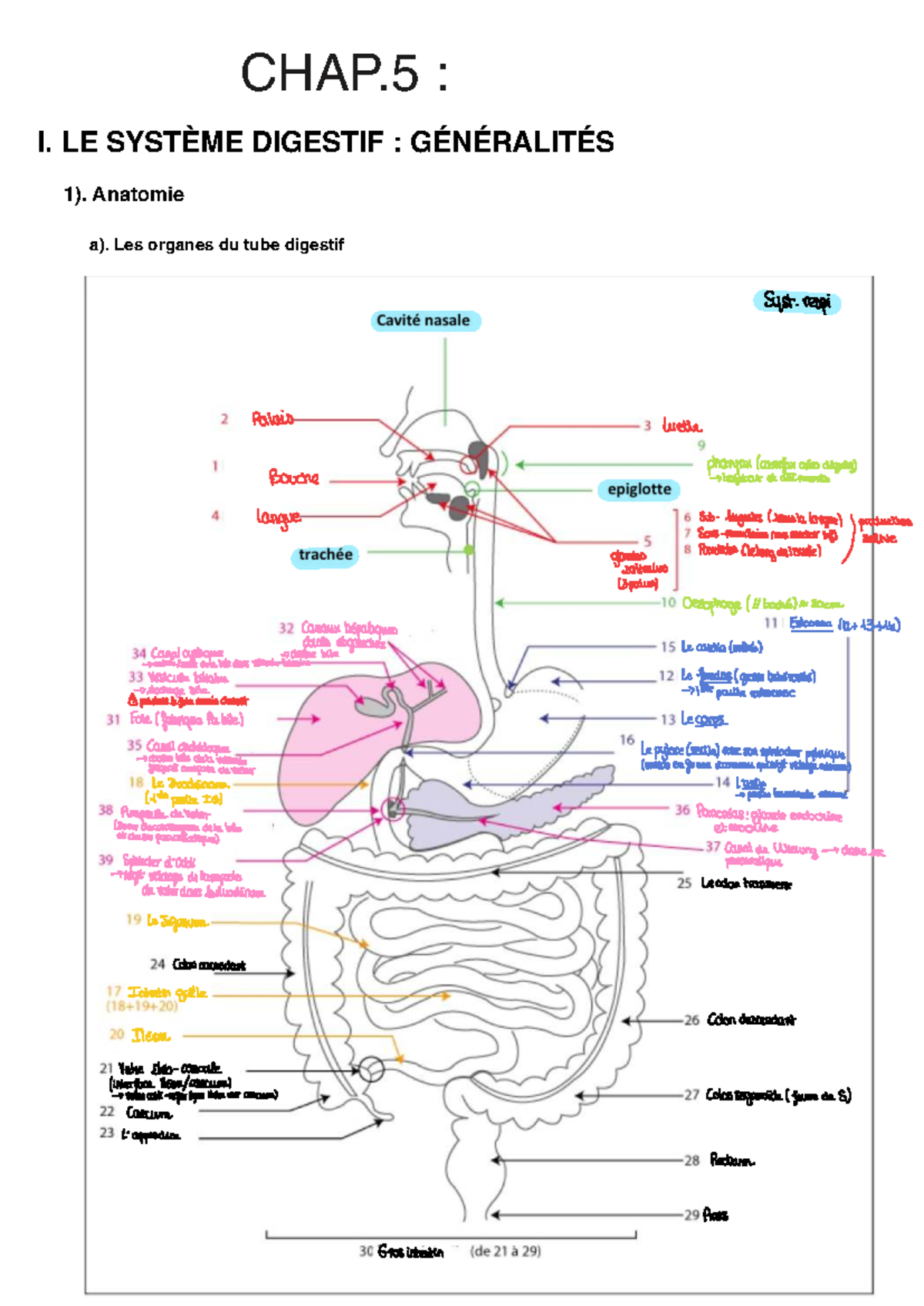 CHAP.5 : LE SYSTÈME DIGESTIF - ANATOMIE ET FONCTIONNALITÉS - Studocu