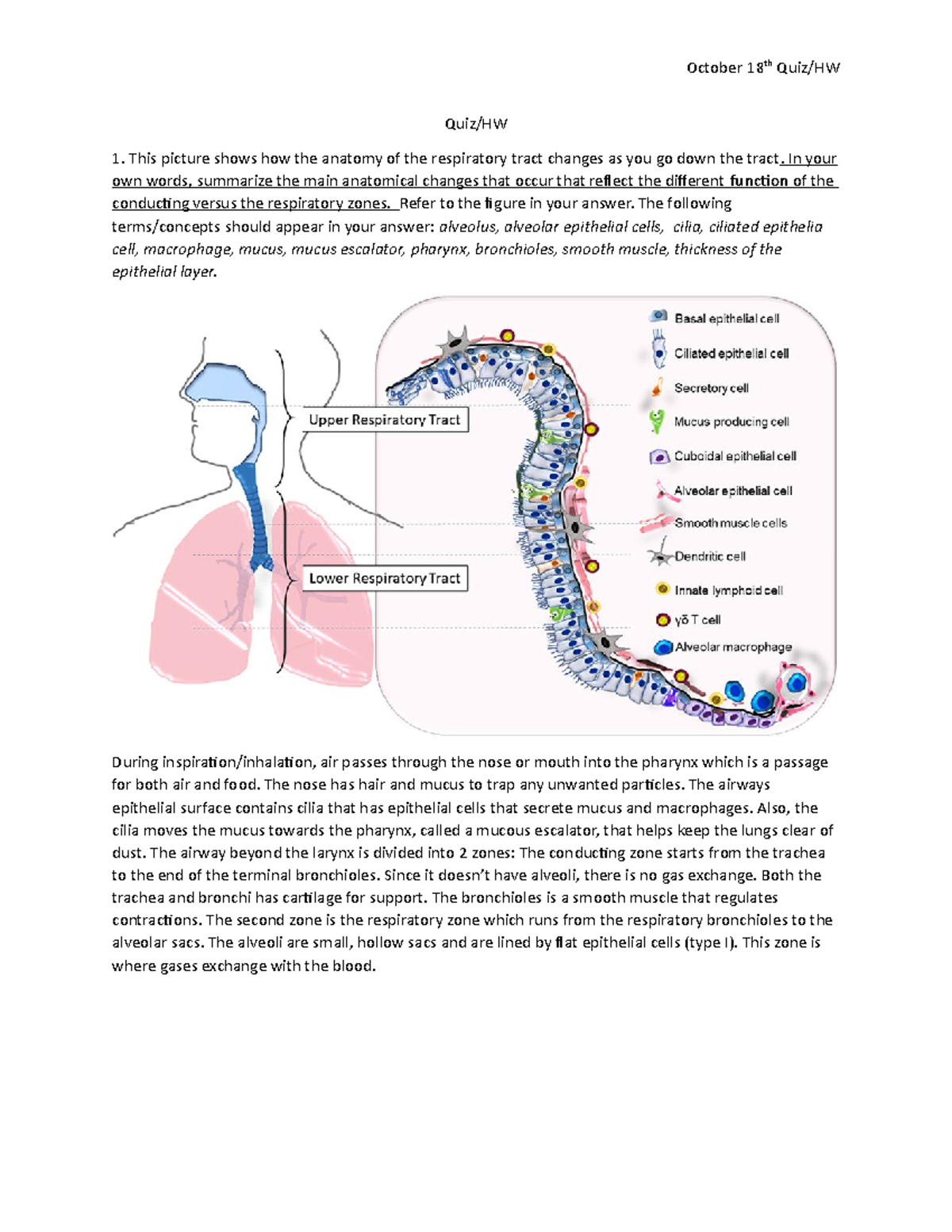 Quiz HW - Respiratory Tract Anatomy & Gas Exchange Concepts - Studocu