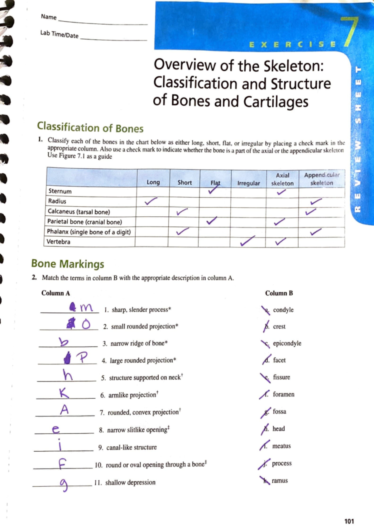 Lab Exercise 7: Classification & Structure of Bones and Cartilage - Studocu