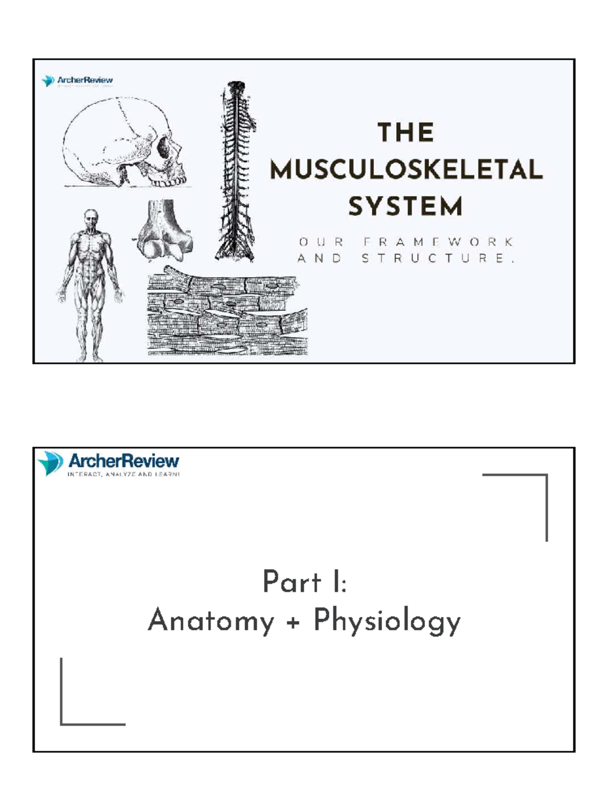 Musculoskeletal System Overview: Anatomy, Physiology & Disorders (47 ...