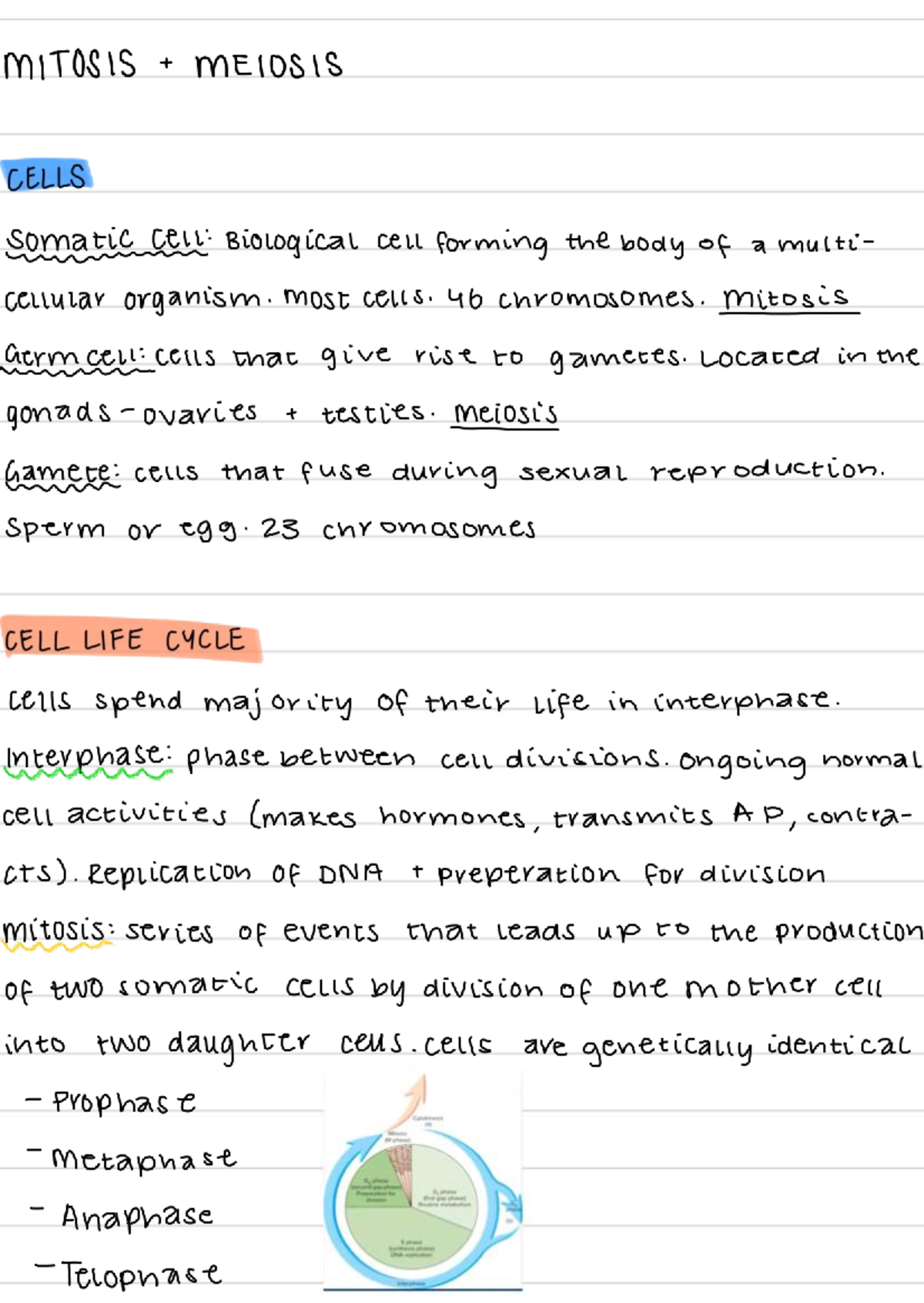 Mitosis and Meiosis: Comprehensive Lecture Notes for Biology 101 - Studocu