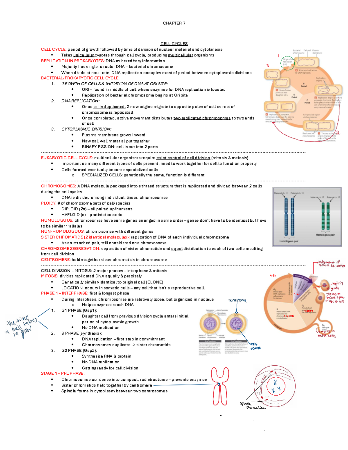 CHAPTER 7 CELL CYCLES: Detailed Overview of Cell Division Processes ...