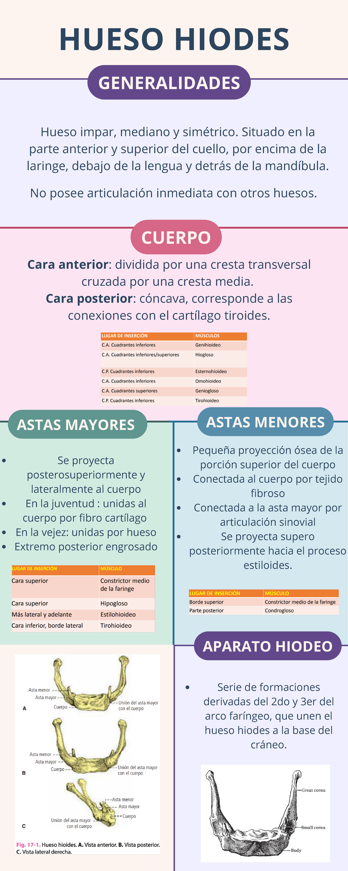 Hueso Hiodes Y Fascias DEL Cuelloi - Hueso GENERALIDADES CUERPO HUESO ...