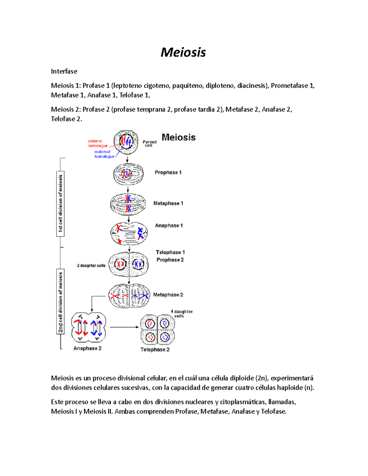Meiosis - Meiosis Interfase Meiosis 1: Profase 1 (leptoteno cigoteno ...