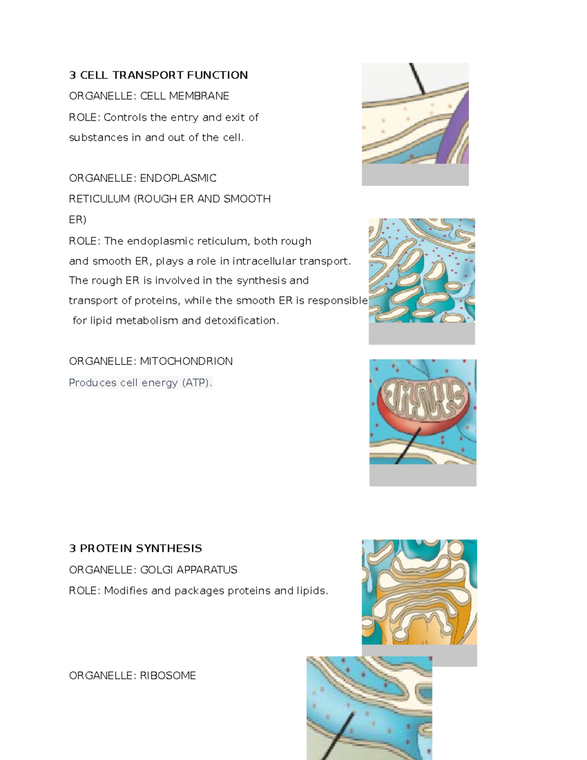 Organelles and Their Functions - REVIEW for Bio 101 - Studocu