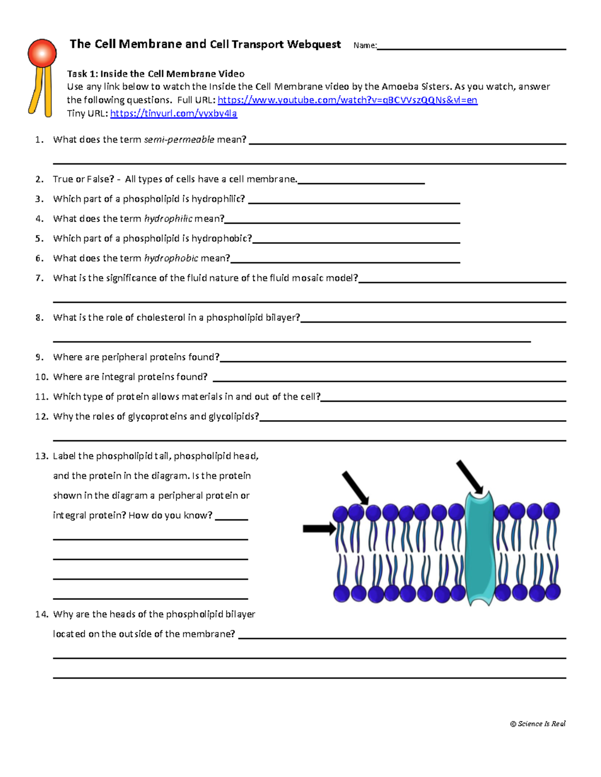 Cell Membrane & Transport Webquest: Student Handout Guide - Studocu