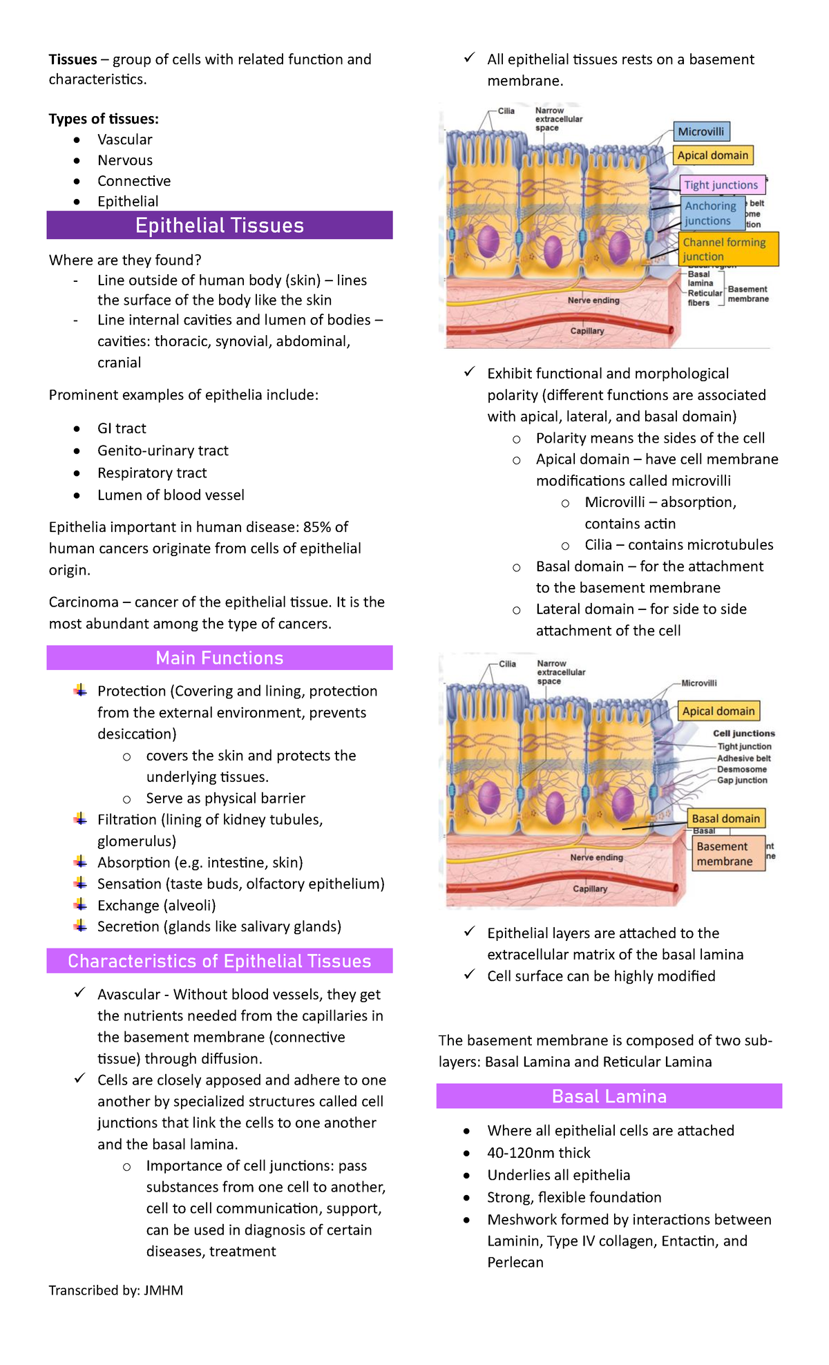 Epithelial Tissues: Functions, Characteristics, and Classification ...