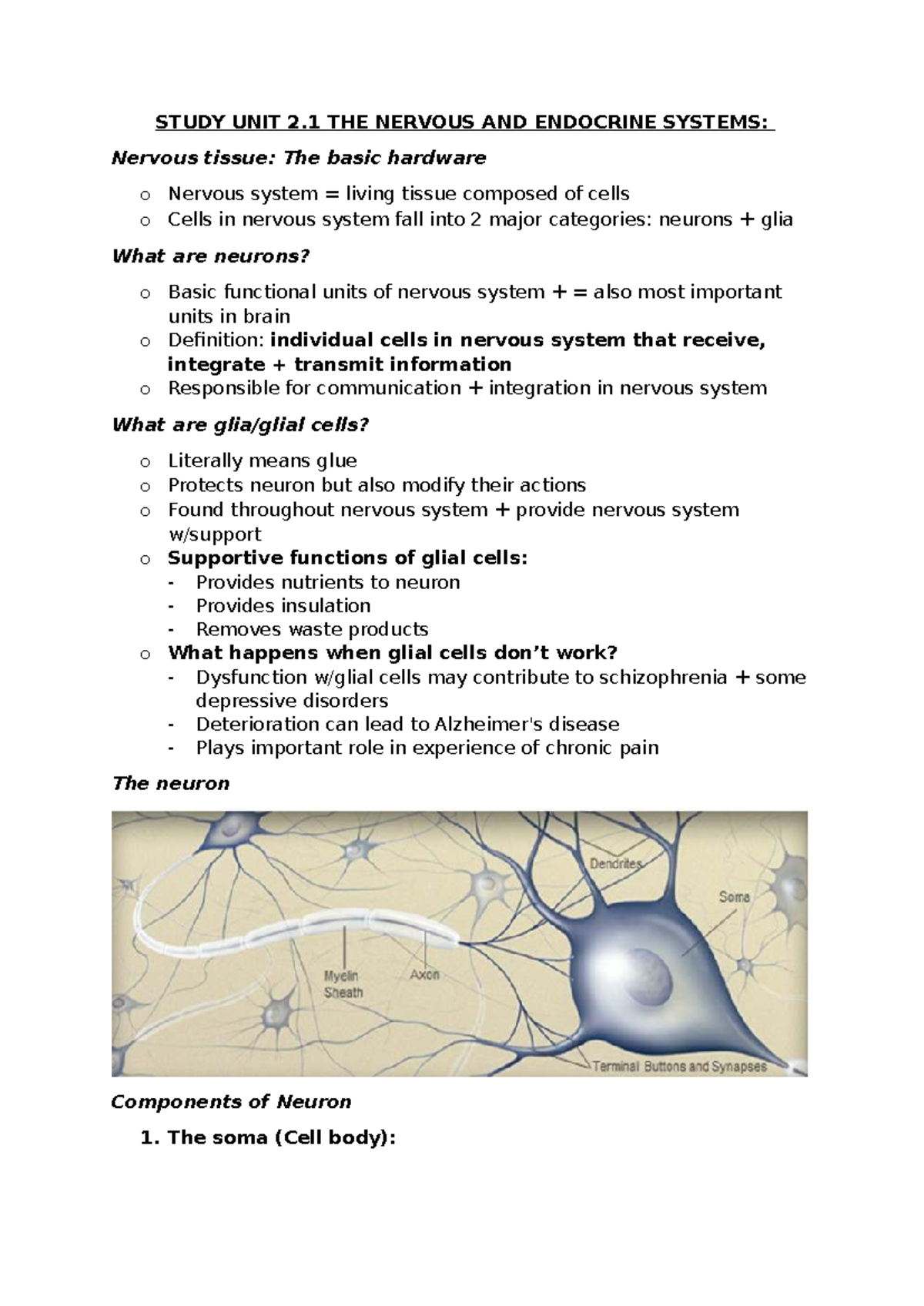 SU 2.1 Summary of the Nervous and Endocrine Systems - Studocu