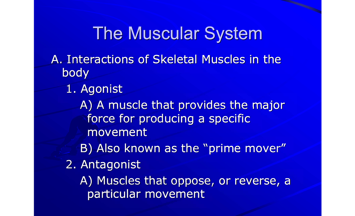 Muscle interactions and classifications in the muscular system - Studocu
