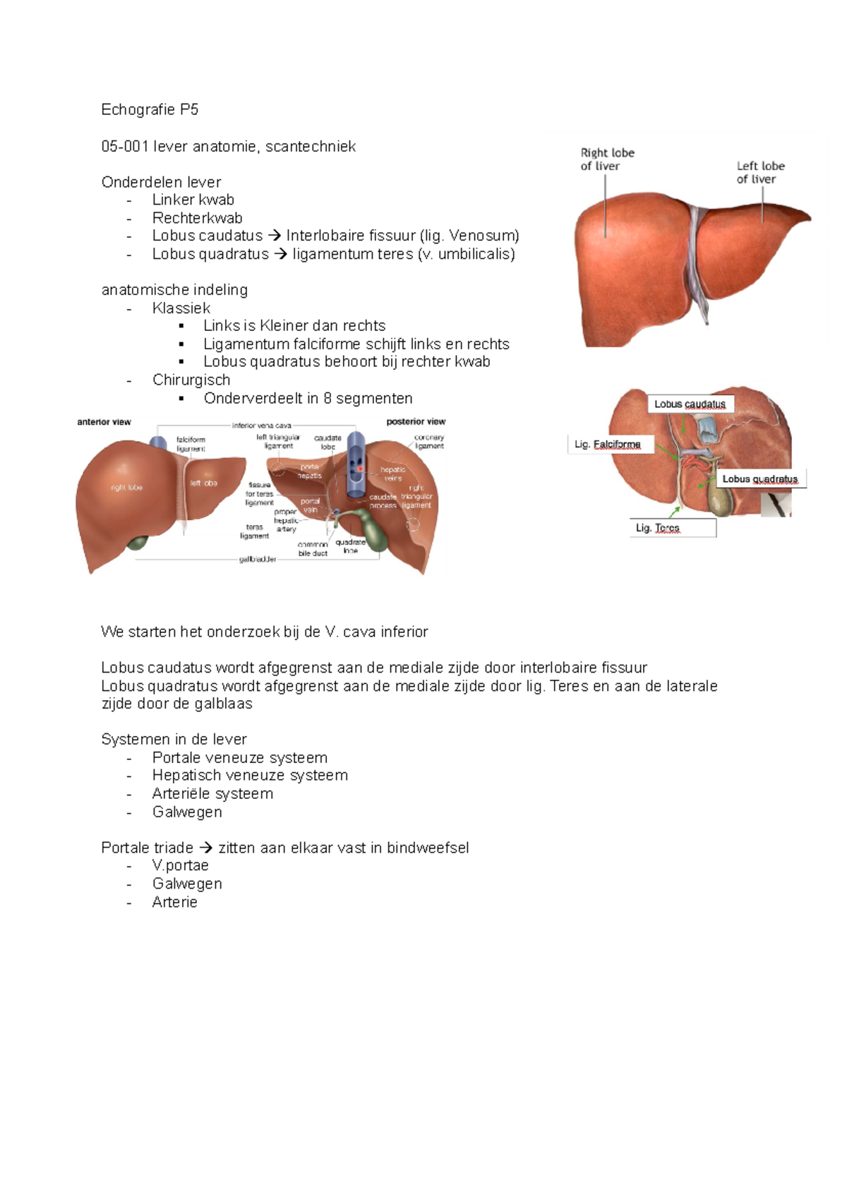 Echografie P5: Lever Anatomie en Scantechniek Overzicht - Studeersnel